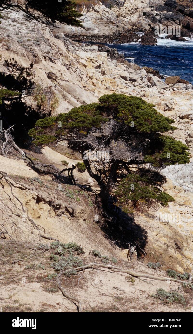 Monterey Cypress (Cupressus macrocarpa), Cupressaceae Stock Photo - Alamy