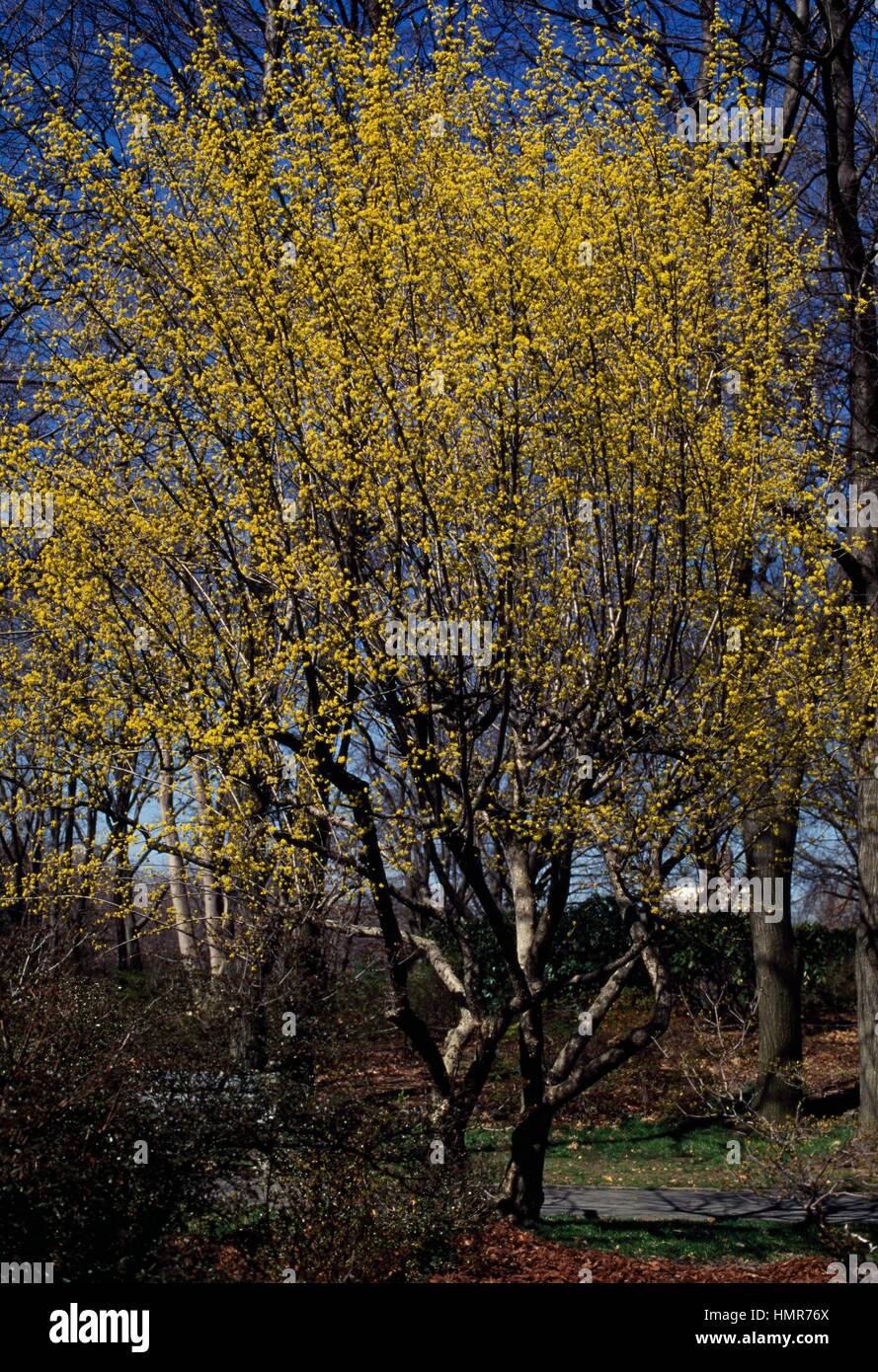 European Cornel (Cornus mas), Cornaceae Stock Photo - Alamy