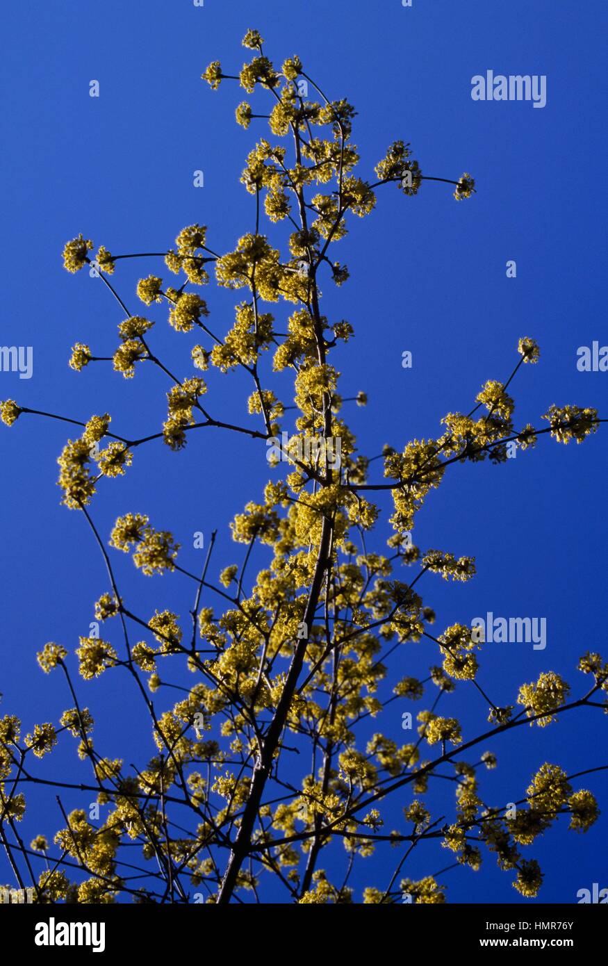 European Cornel (Cornus mas), Cornaceae Stock Photo - Alamy