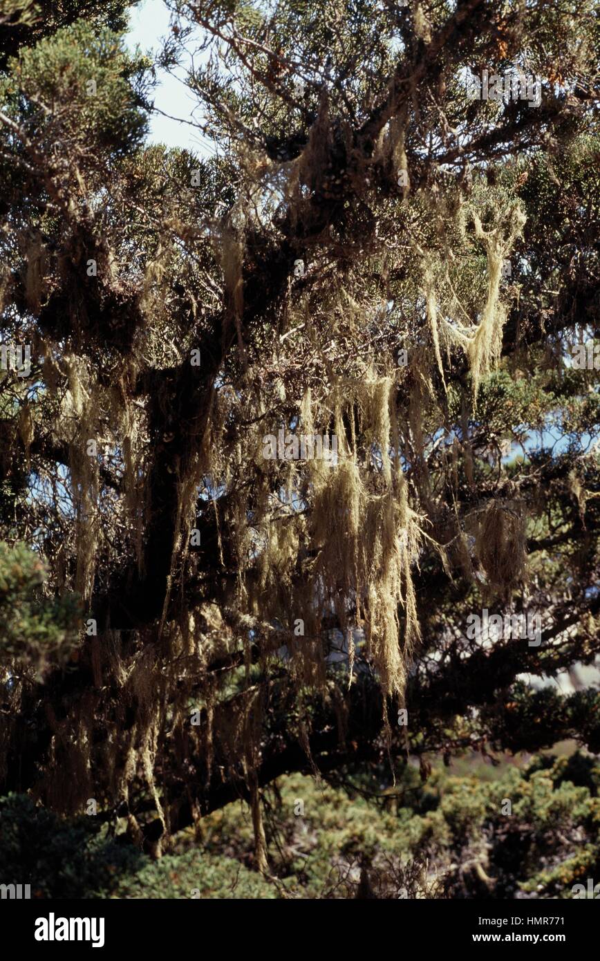 Monterey Cypress (Cupressus macrocarpa), Cupressaceae Stock Photo - Alamy