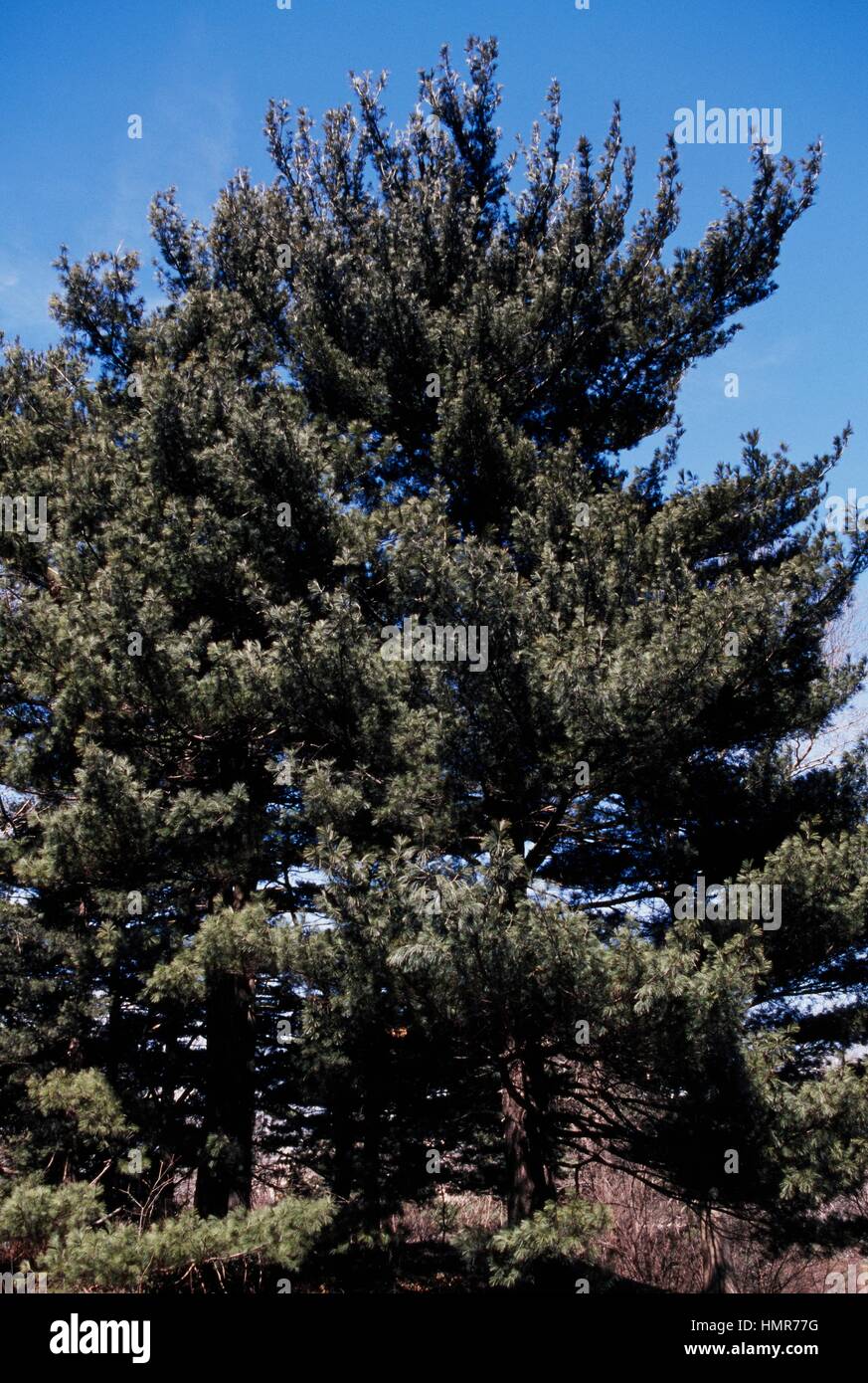 Eastern white pine (Pinus strobus), Pinaceae Stock Photo - Alamy