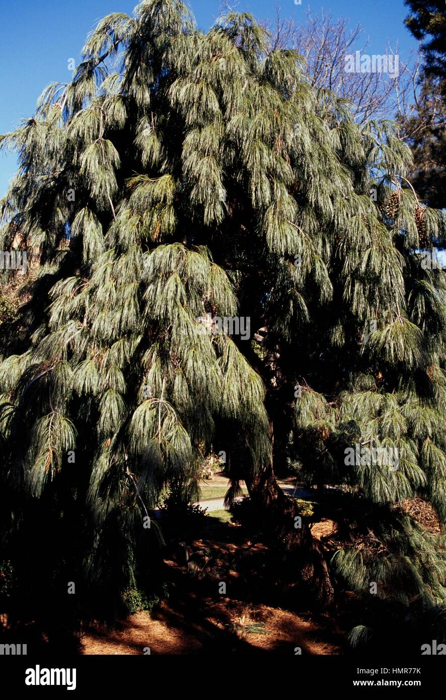 Weeping eastern white pine (Pinus strobus pendula), Pinaceae Stock ... Weeping eastern white pine (Pinus strobus pendula), Pinaceae Stock ...
