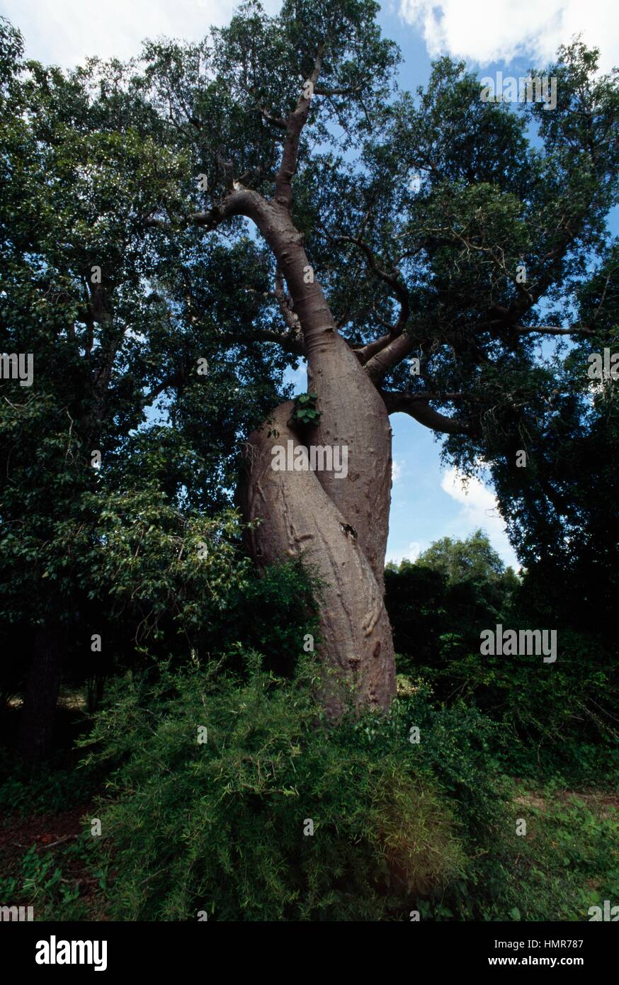 Baobab Amoureux, two Baobab trees twisted together (Adansonia za ...