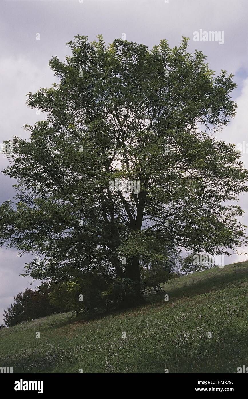 Botany - Trees - Fabaceae. Black locust (Robinia pseudoacacia Stock ...