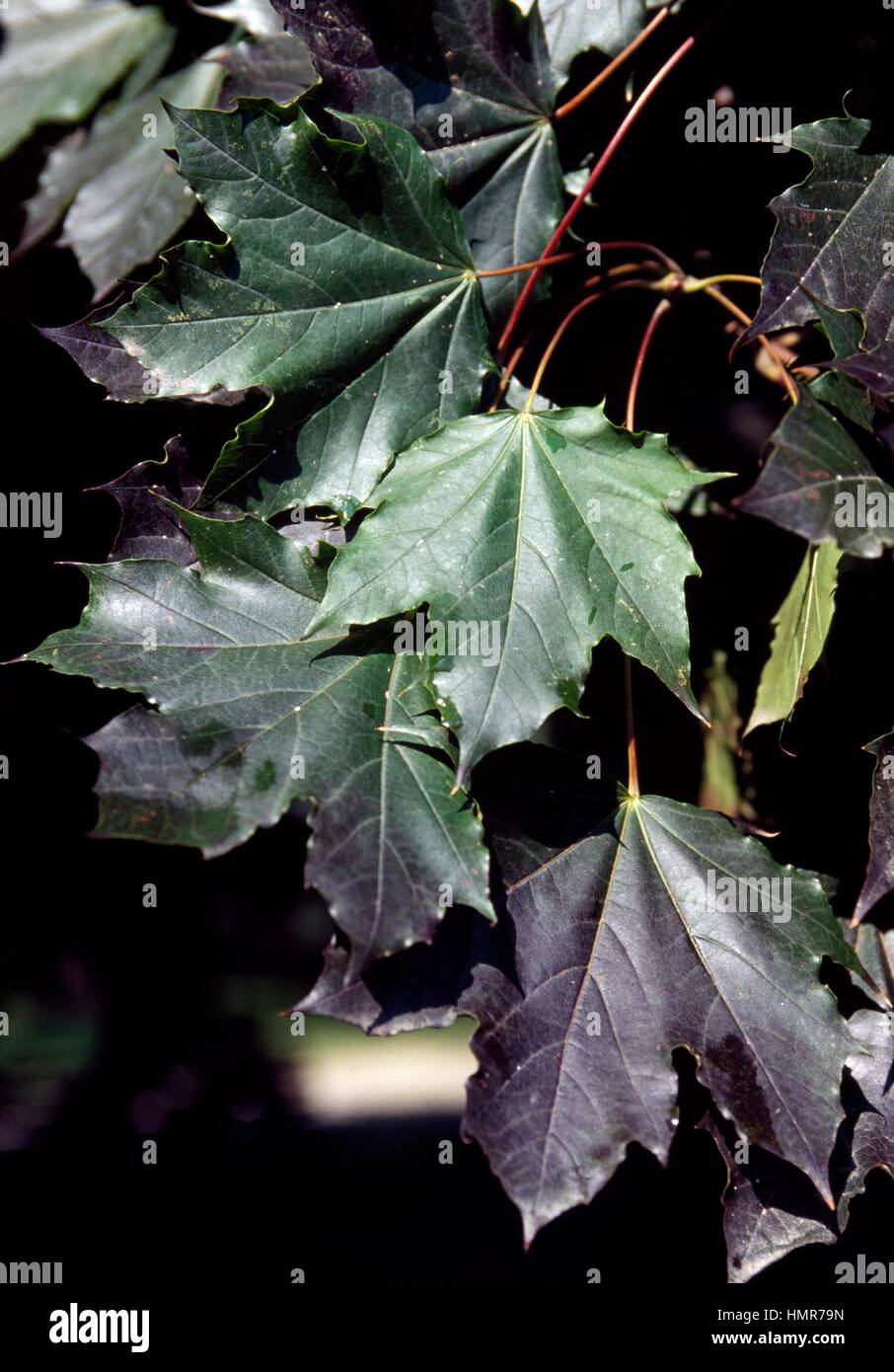 Curly Maple or Norway Maple leaves (Acer platanoides), Aceraceae ...