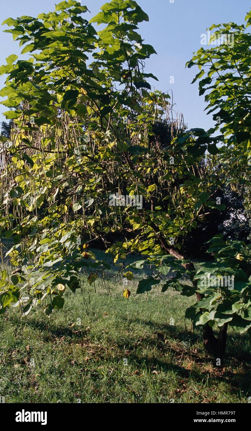 Southern Catalpa, Cigar Tree or Indian Bean Tree (Catalpa bignonioides ...
