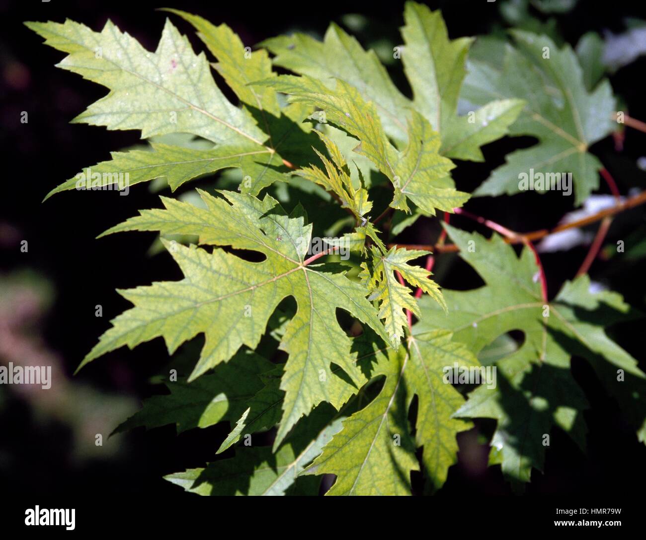 Silver maple acer saccharinum hi-res stock photography and images - Alamy