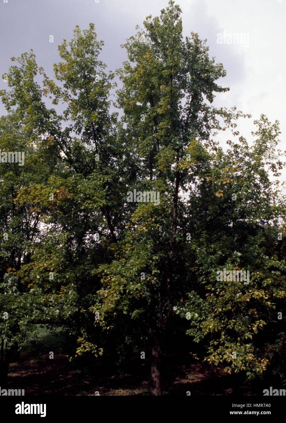 Silver Maple (Acer saccharinum), Aceraceae-Sapindaceae Stock Photo - Alamy
