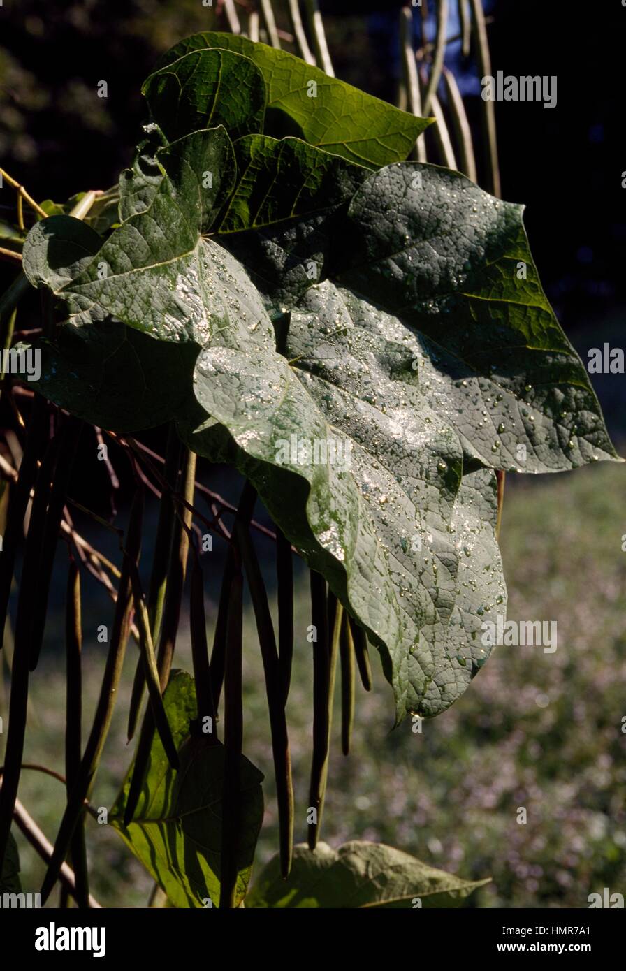 Cigar Tree leaves (Catalpa bignonioides), Bignoniaceae Stock Photo - Alamy