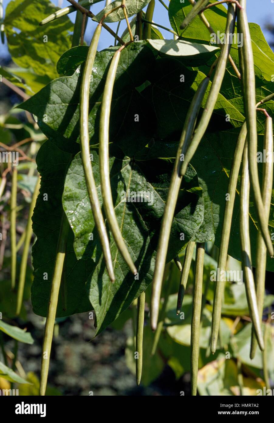 Cigar Tree leaves and pods (Catalpa bignonioides), Bignoniaceae Stock ...