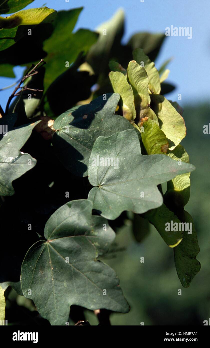 Acer campestre maple hi-res stock photography and images - Alamy