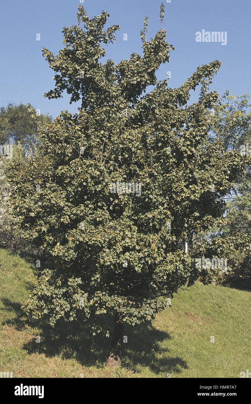 Botany - Trees - Aceraceae. Hedge maple (Acer campestre Stock Photo - Alamy