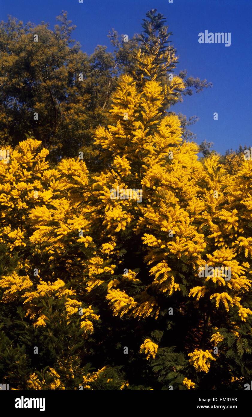 Flowering Mimosa (Acacia sp), Fabaceae-Leguminosae-Mimosoideae Stock ...
