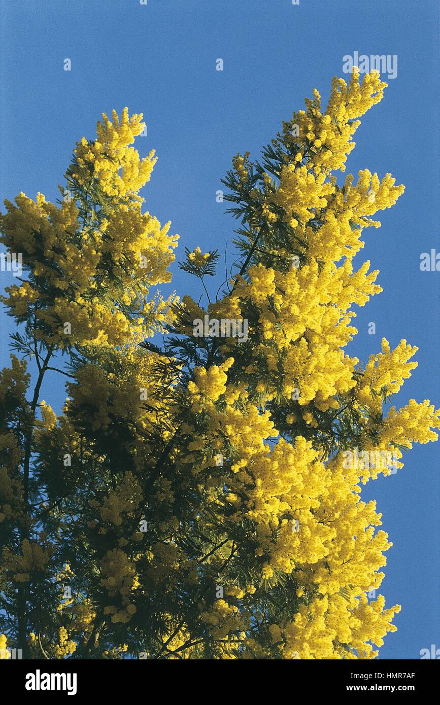 Botany - Mimosaceae. Acacia (Acacia Stock Photo - Alamy