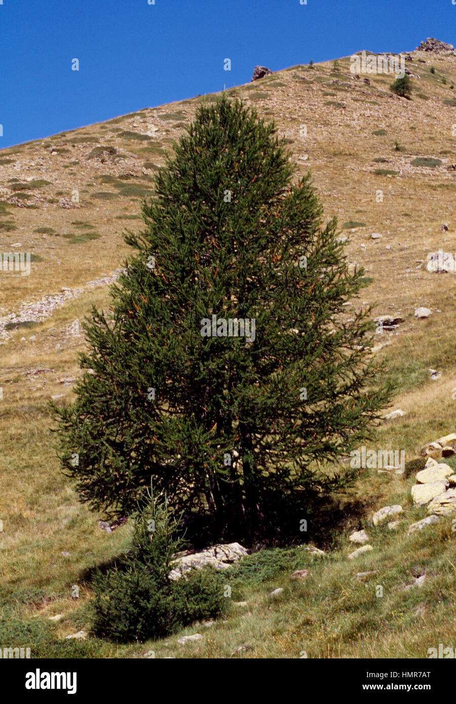 Common Larch (Larix decidua), Pinaceae Stock Photo - Alamy