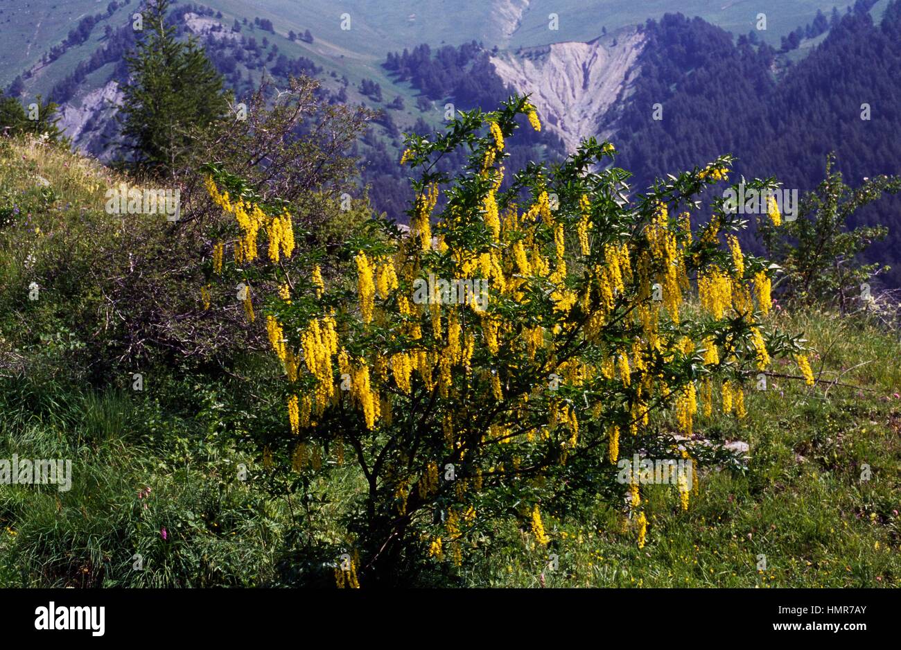 Laburnum (Cytisus laburnum), Fabaceae-Leguminosae Stock Photo - Alamy