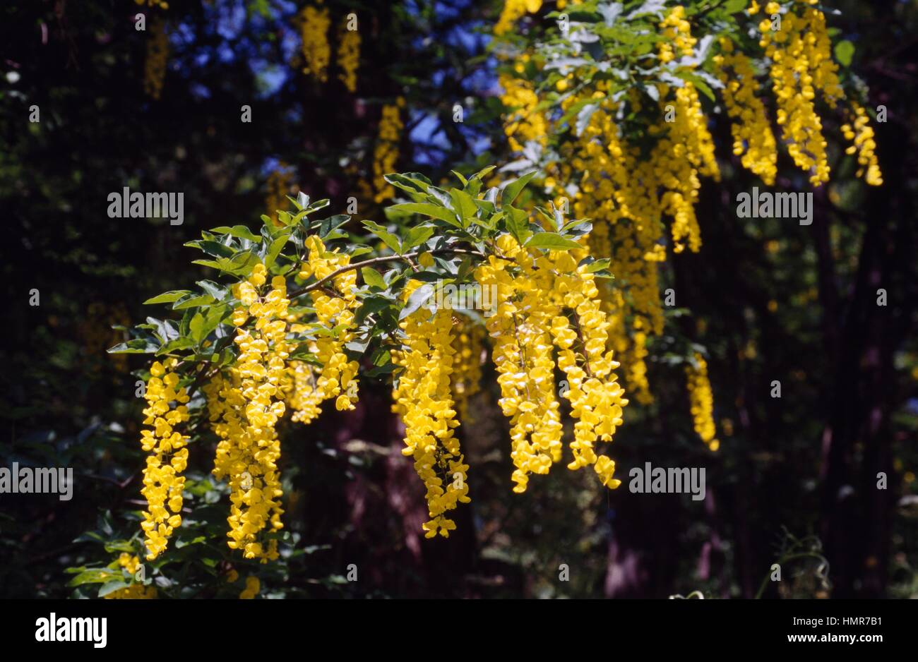 Common Laburnum (Laburnum anagyroides), Fabaceae Stock Photo - Alamy