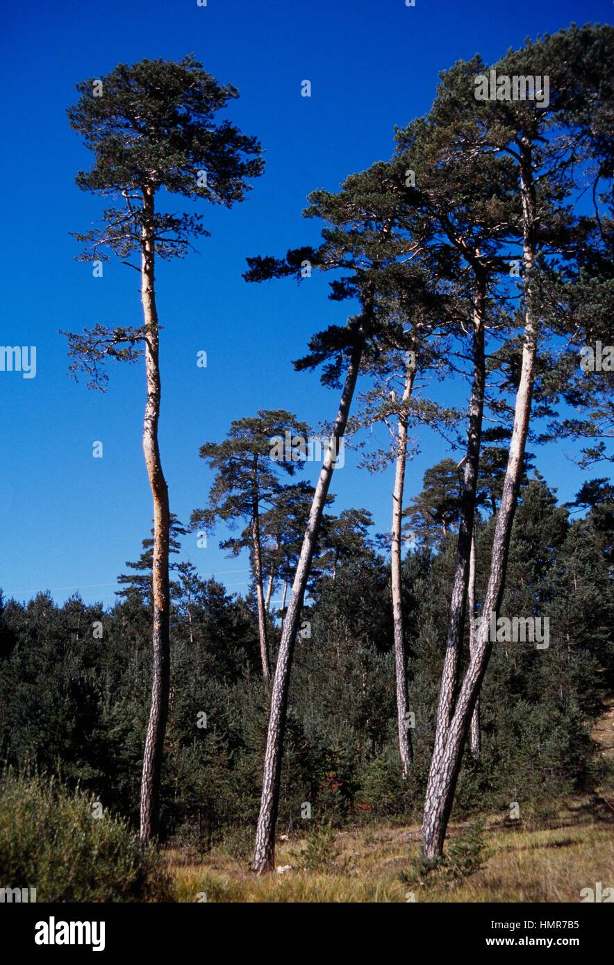 Scots Pine specimen (Pinus sylvestris), Pinaceae Stock Photo - Alamy