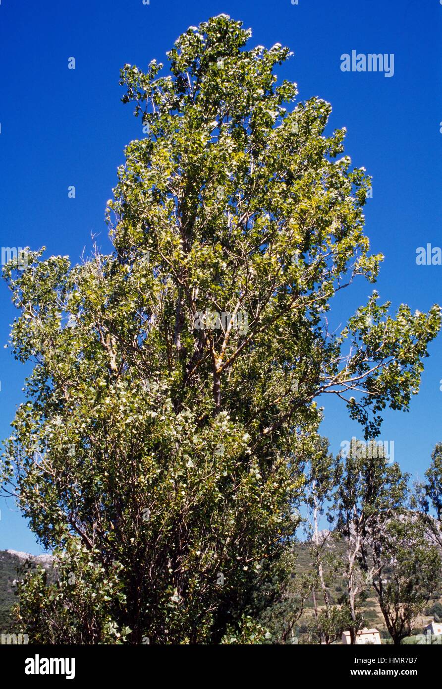 No populus nigra hi-res stock photography and images - Alamy