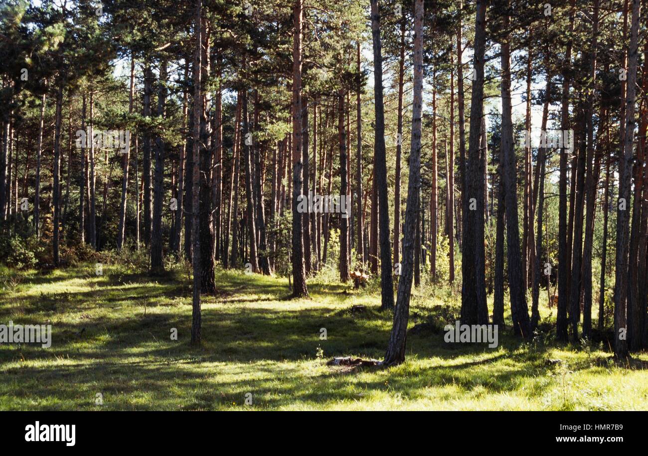 Scots Pine forest (Pinus sylvestris), Pinaceae Stock Photo - Alamy