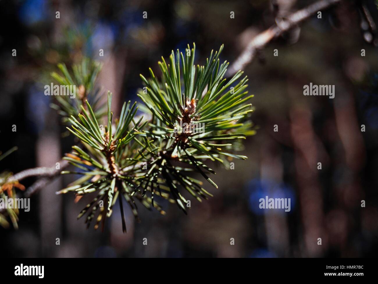Scots Pine leaves (Pinus sylvestris), Pinaceae Stock Photo - Alamy