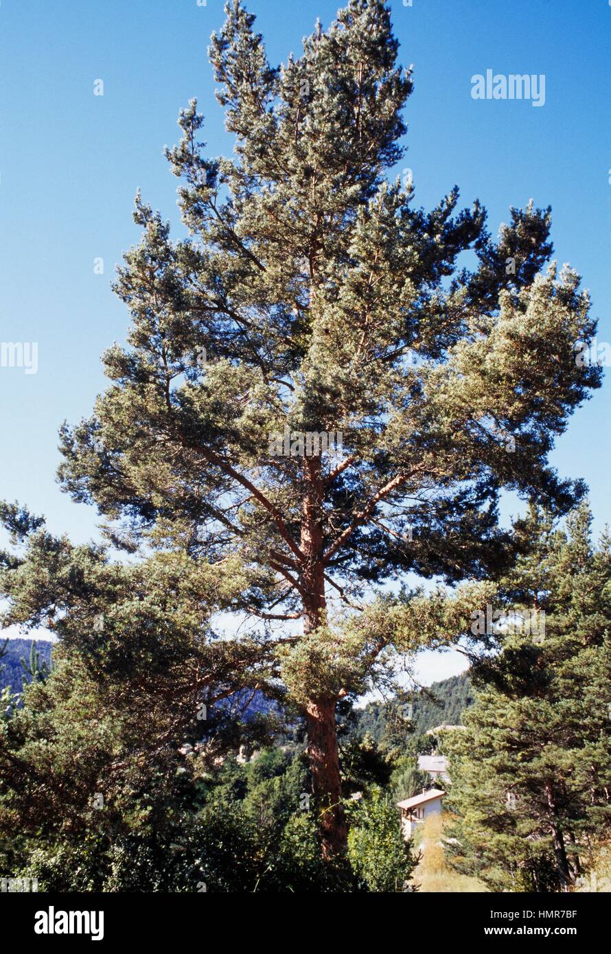 Black Pine (Pinus nigra), Pinaceae. Detail Stock Photo - Alamy