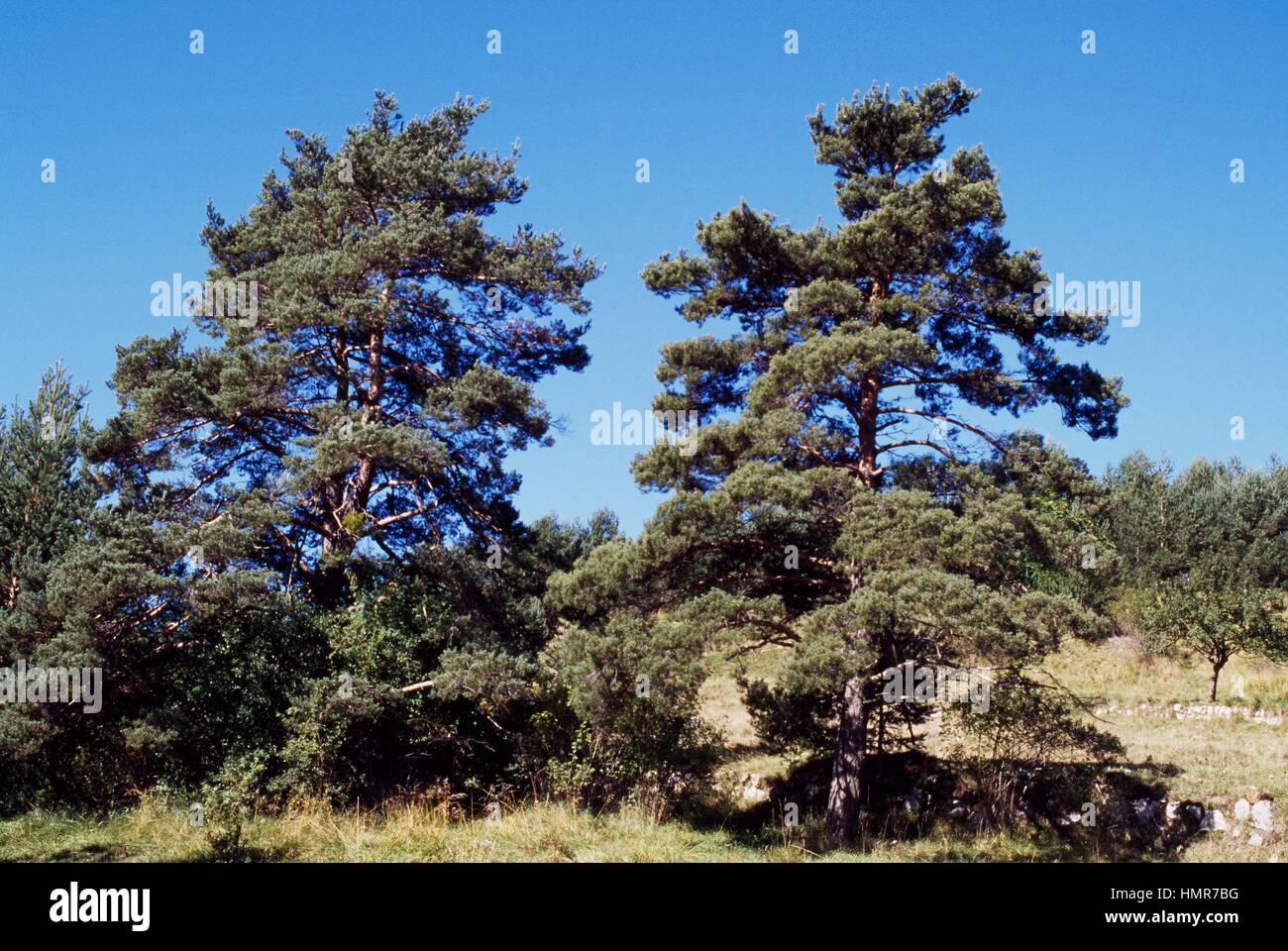 Pine tree specimens hi-res stock photography and images - Alamy