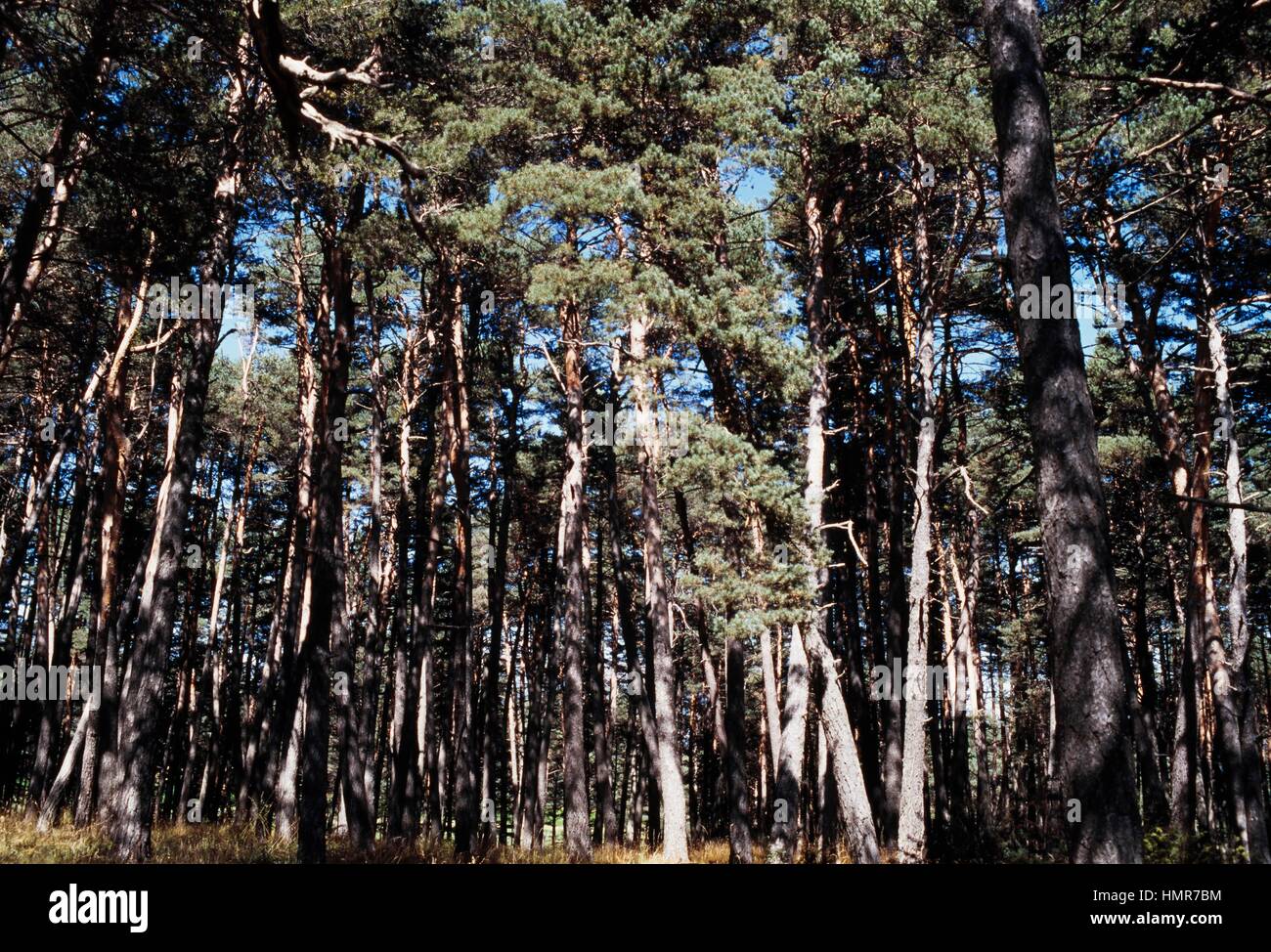 Black Pine forest (Pinus nigra), Pinaceae Stock Photo - Alamy