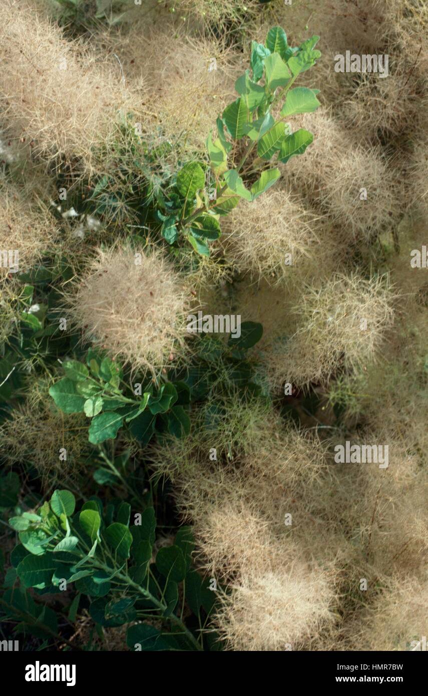 False sumac hi-res stock photography and images - Alamy