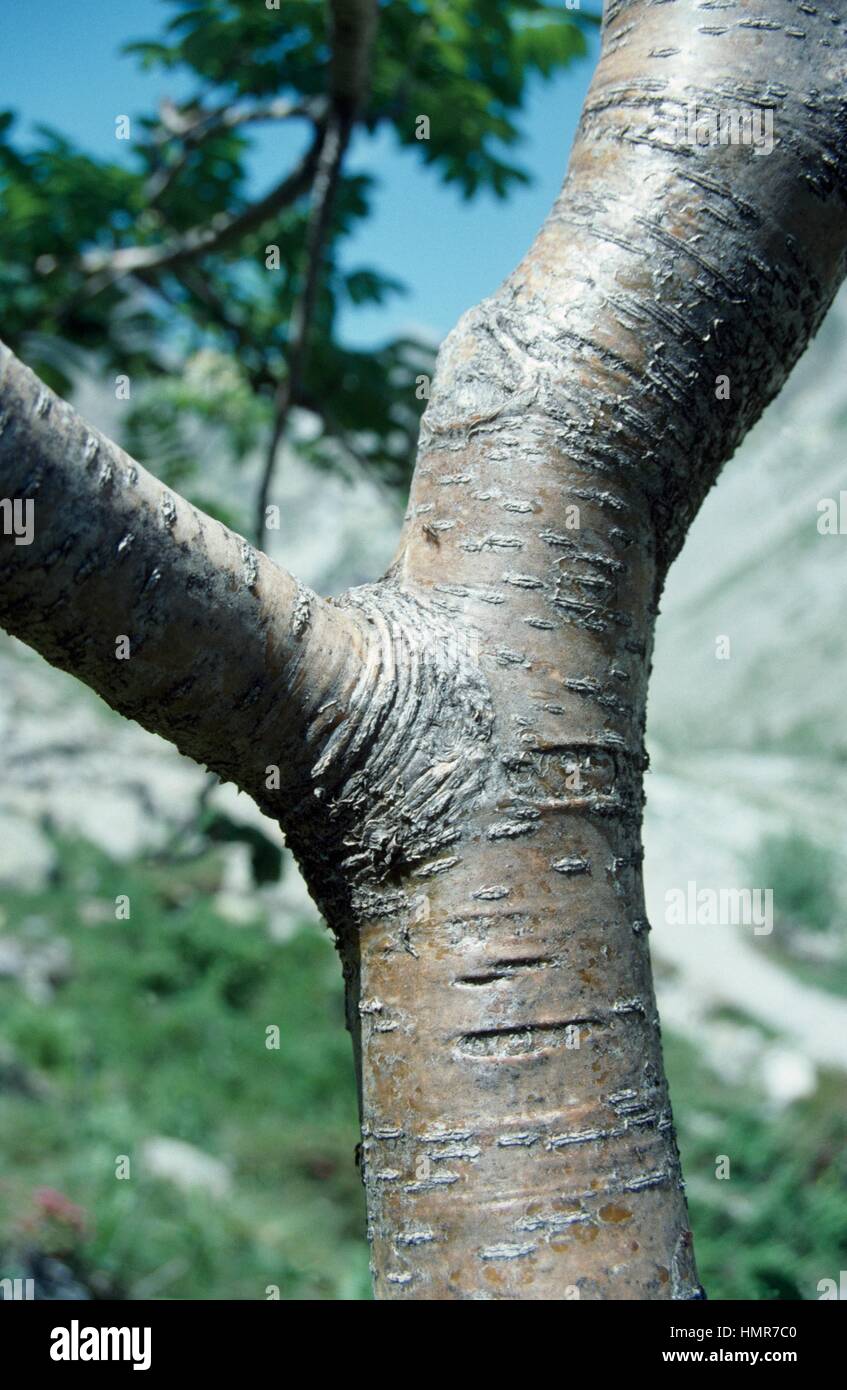 Mountain Ash trunk (Sorbus aucuparia), Rosaceae Stock Photo - Alamy