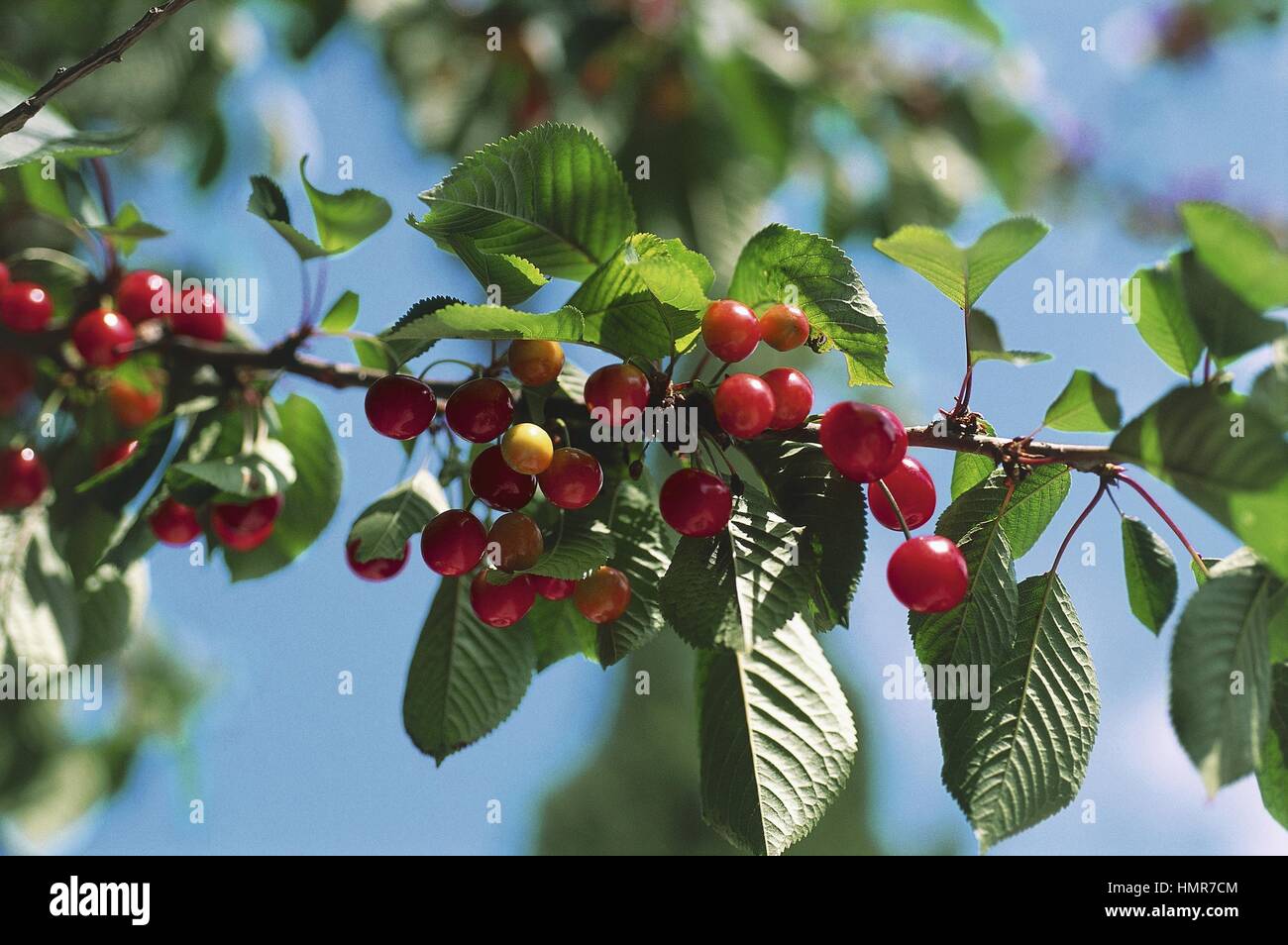 Botany - Rosaceae - Cherry tree (Prunus avium). Fruits Stock Photo - Alamy
