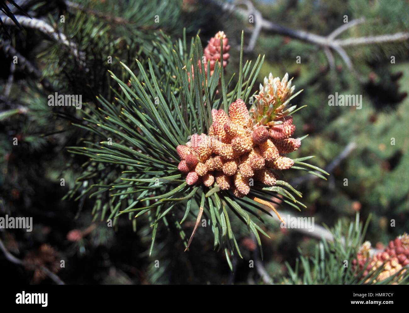 Scots Pine leaves (Pinus sylvestris), Pinaceae Stock Photo - Alamy