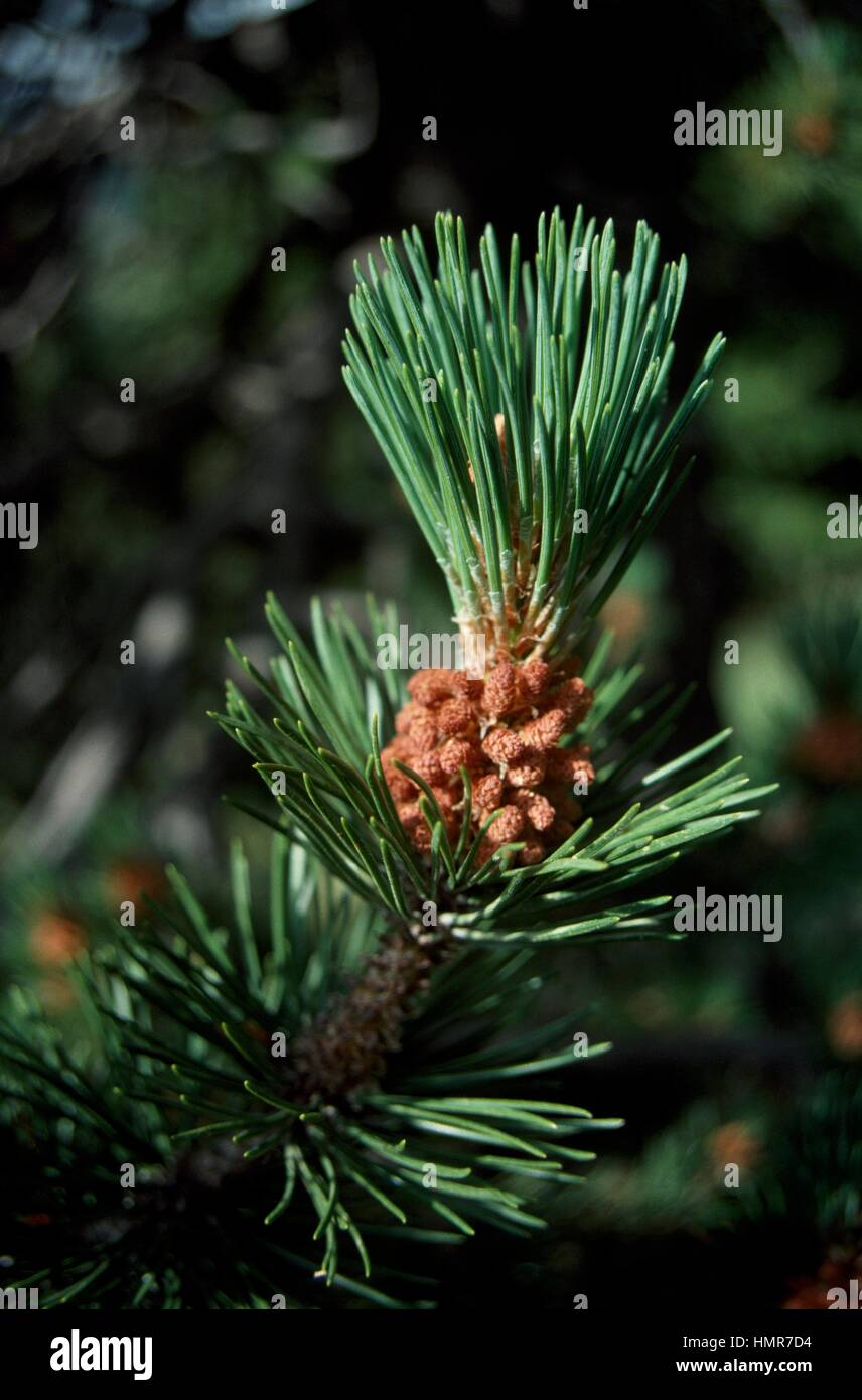 Scots Pine branch (Pinus sylvestris), Pinaceae. Detail Stock Photo - Alamy