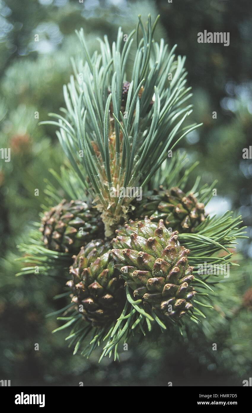 Botany - Trees - Pinaceae. Mountain pine (Pinus uncinata). Cones Stock ...