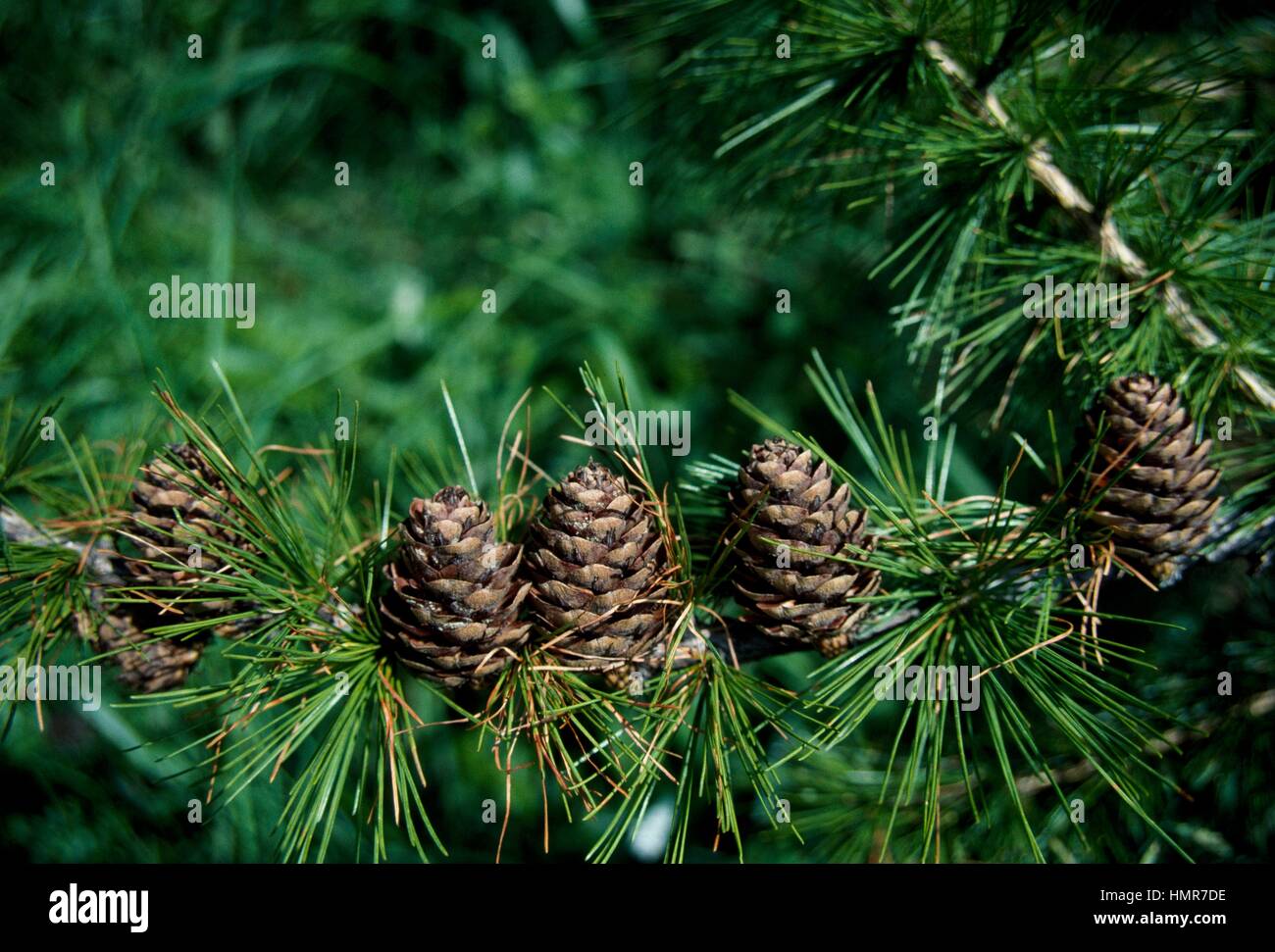 Cones larix hi-res stock photography and images - Alamy