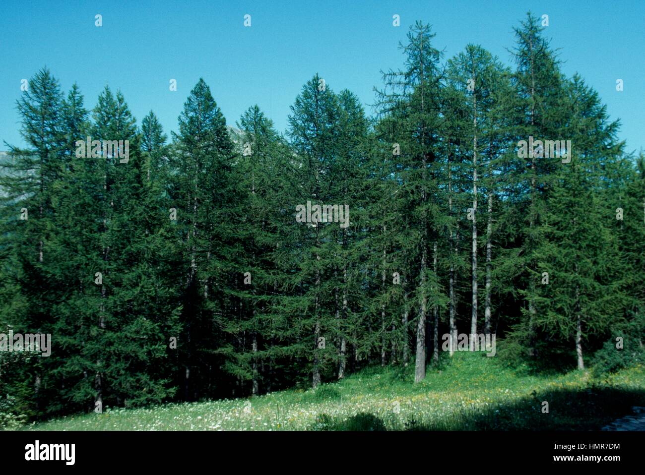 Common larch larix decidua pinaceae hi-res stock photography and images ...