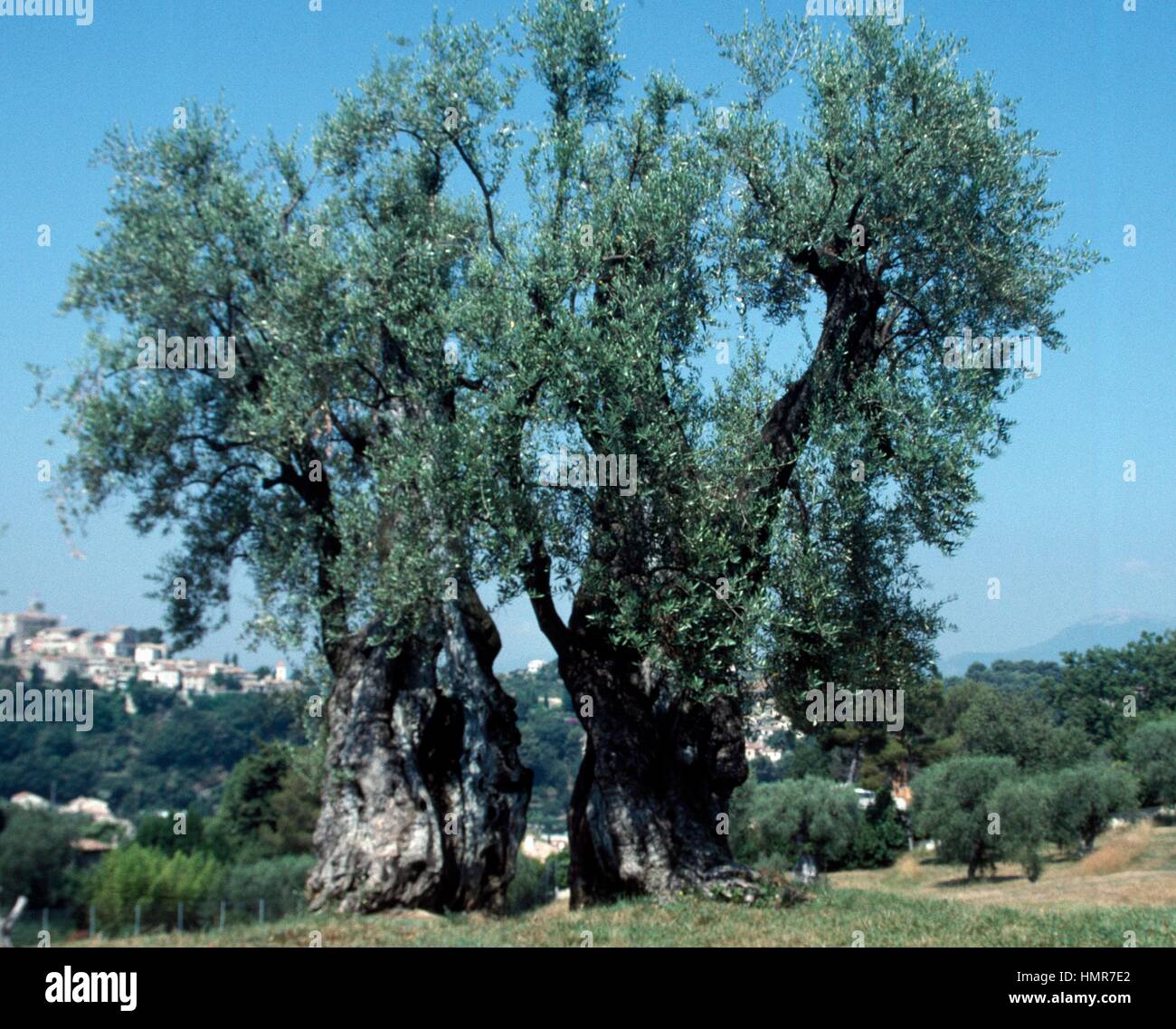 Olive (Olea europaea), Oleaceae Stock Photo - Alamy