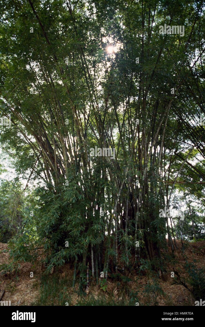 Common bamboo hi-res stock photography and images - Alamy