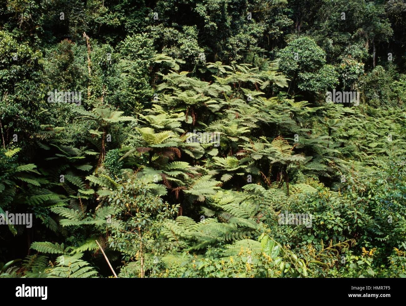 Giant Ferns, foggy rainforest, Democratic Republic of the Congo Stock ...