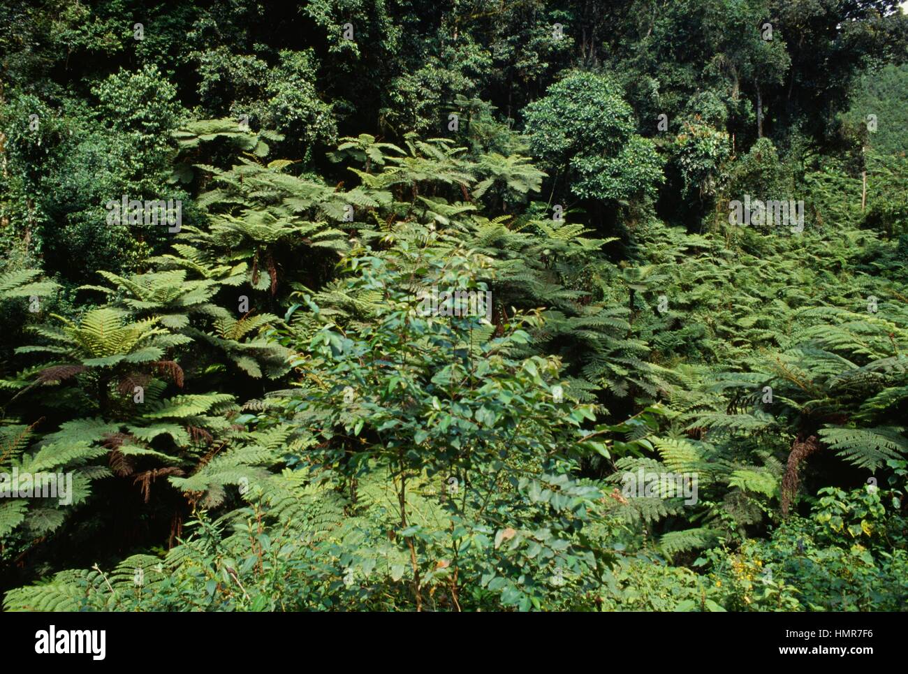 Giant Ferns, foggy rainforest, Democratic Republic of the Congo Stock ...