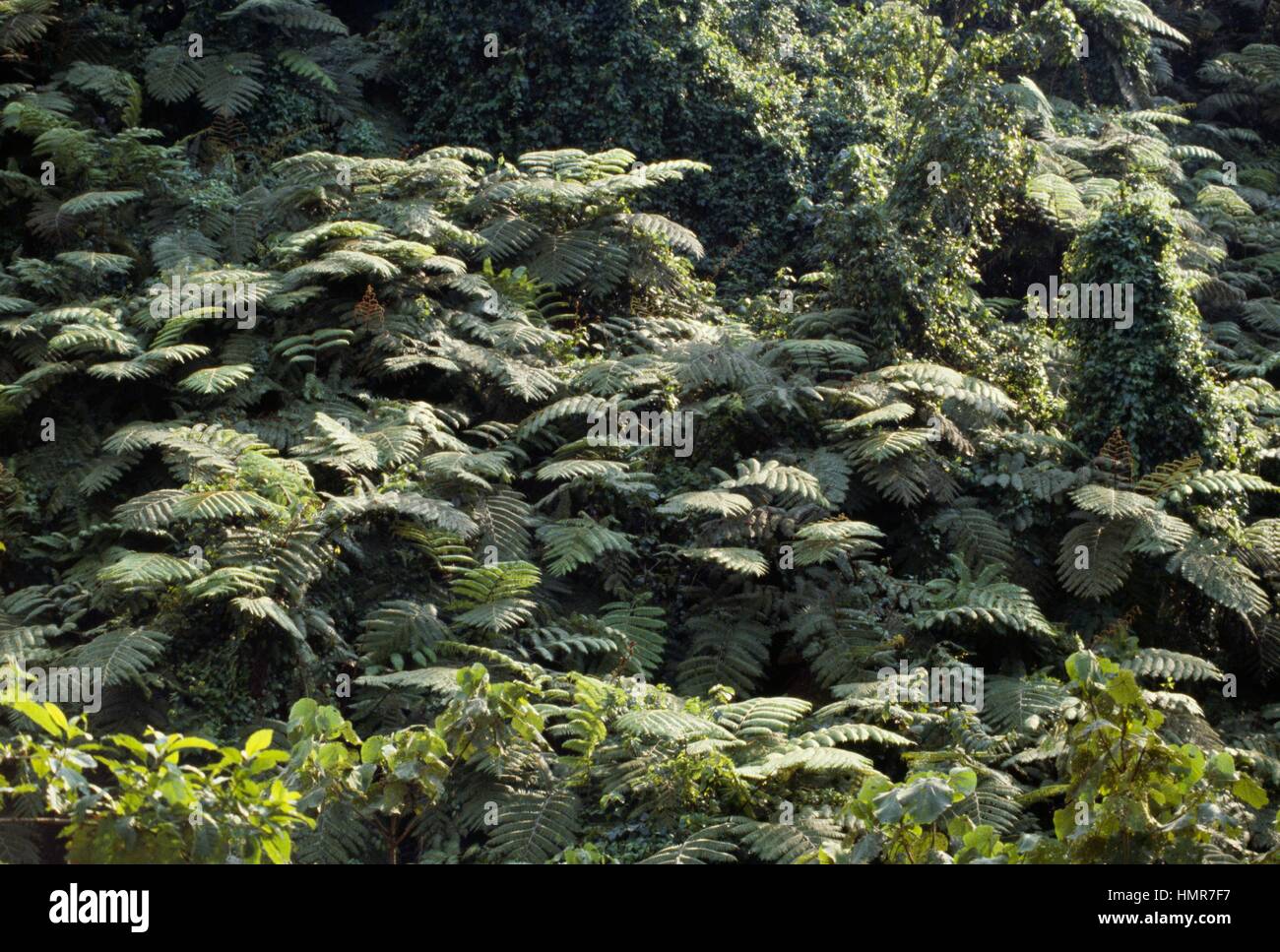 Giant Ferns, foggy rainforest, Democratic Republic of the Congo Stock ...