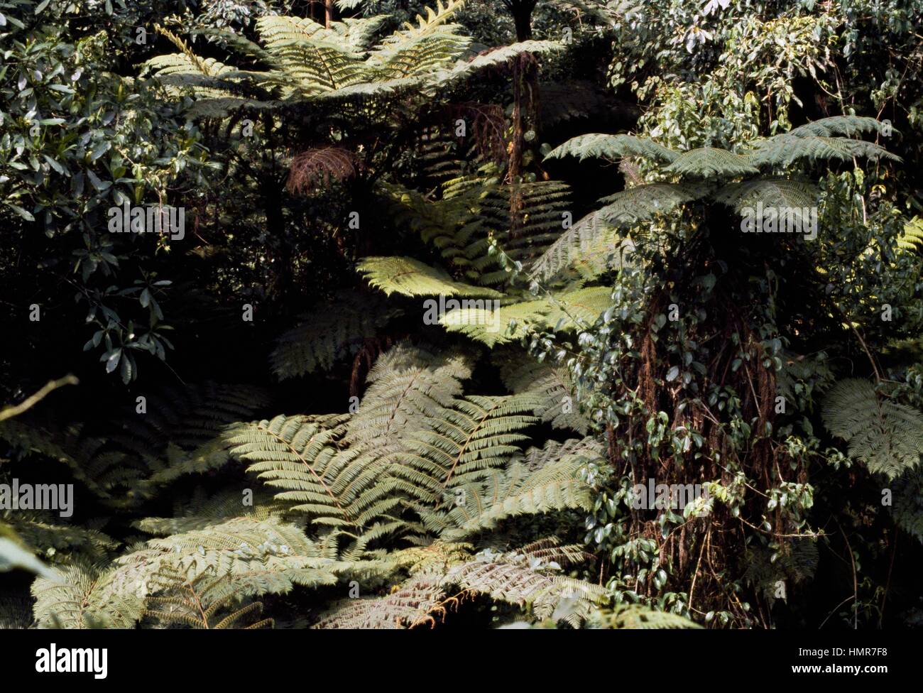 Afromontane forest, Democratic Republic of the Congo Stock Photo - Alamy