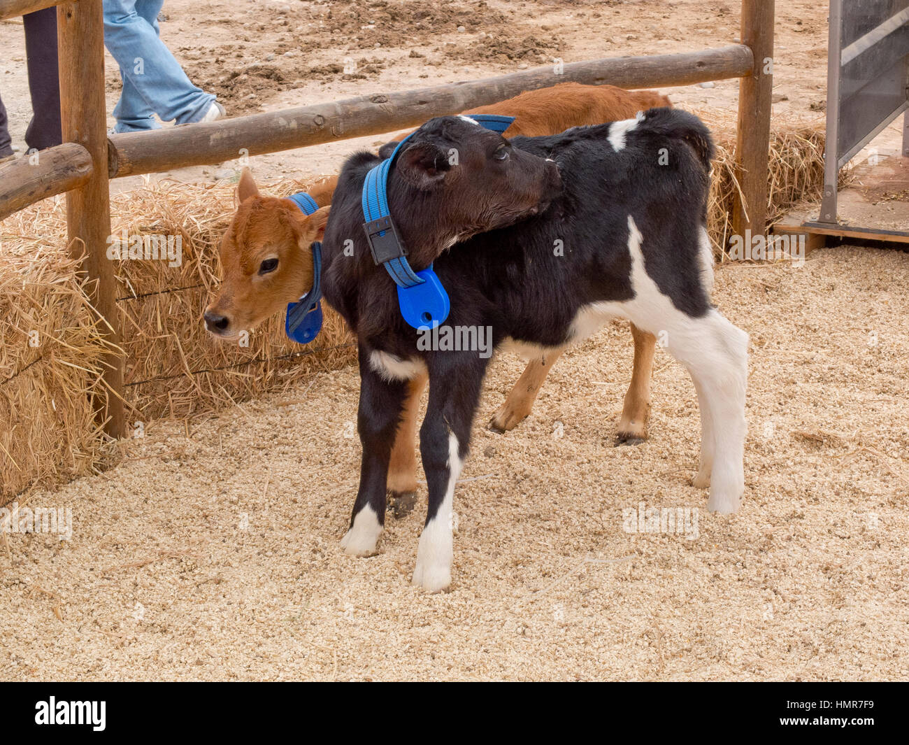 Dos terneros hi-res stock photography and images - Alamy