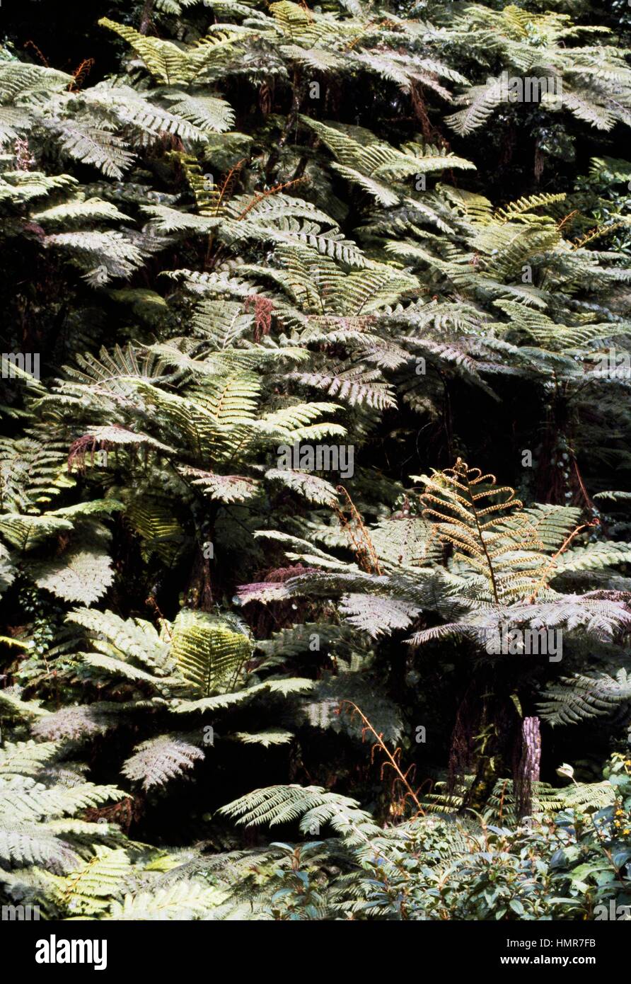 Afromontane forest, Democratic Republic of the Congo Stock Photo - Alamy