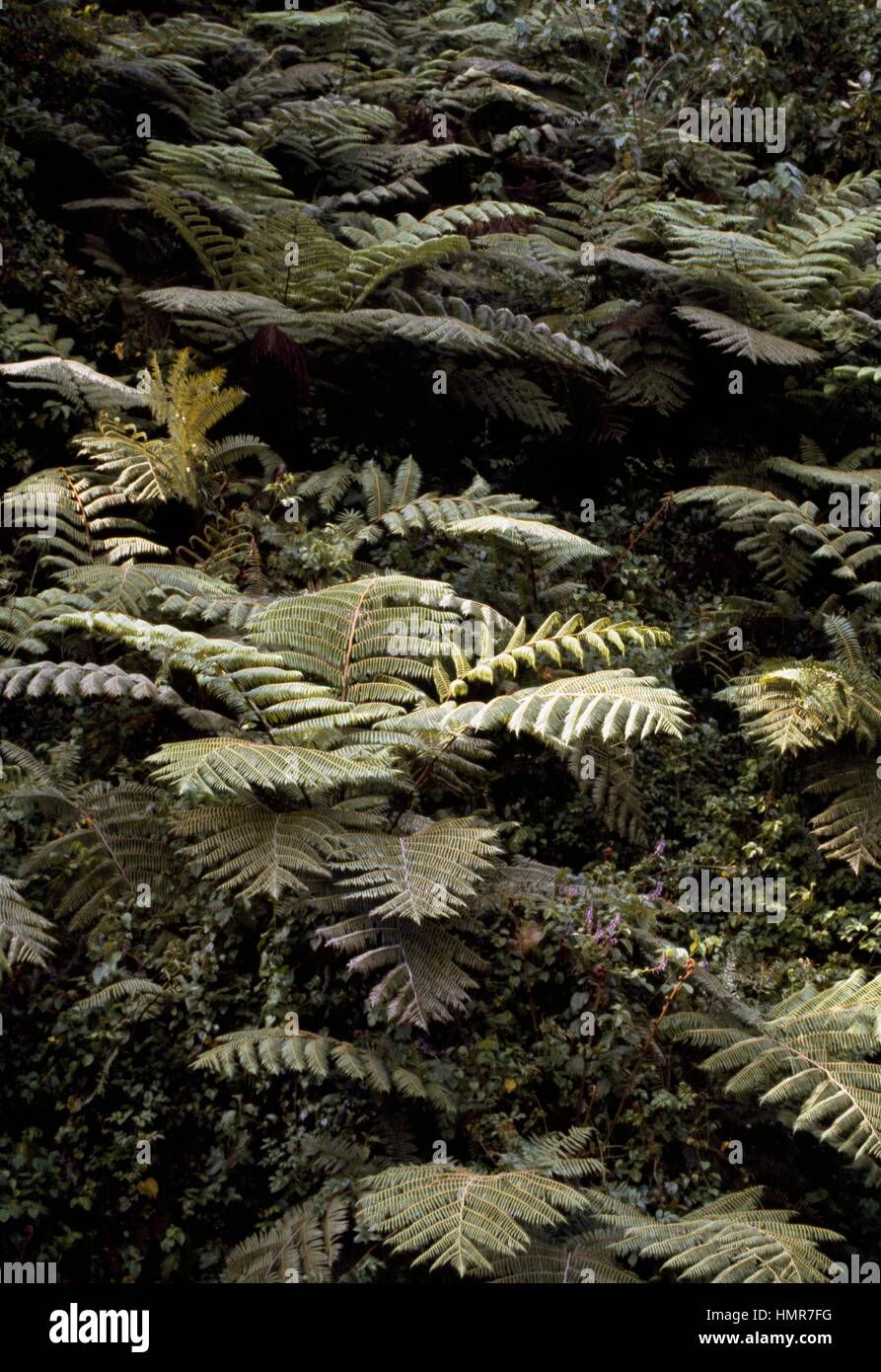 Afromontane forest, Democratic Republic of the Congo Stock Photo - Alamy