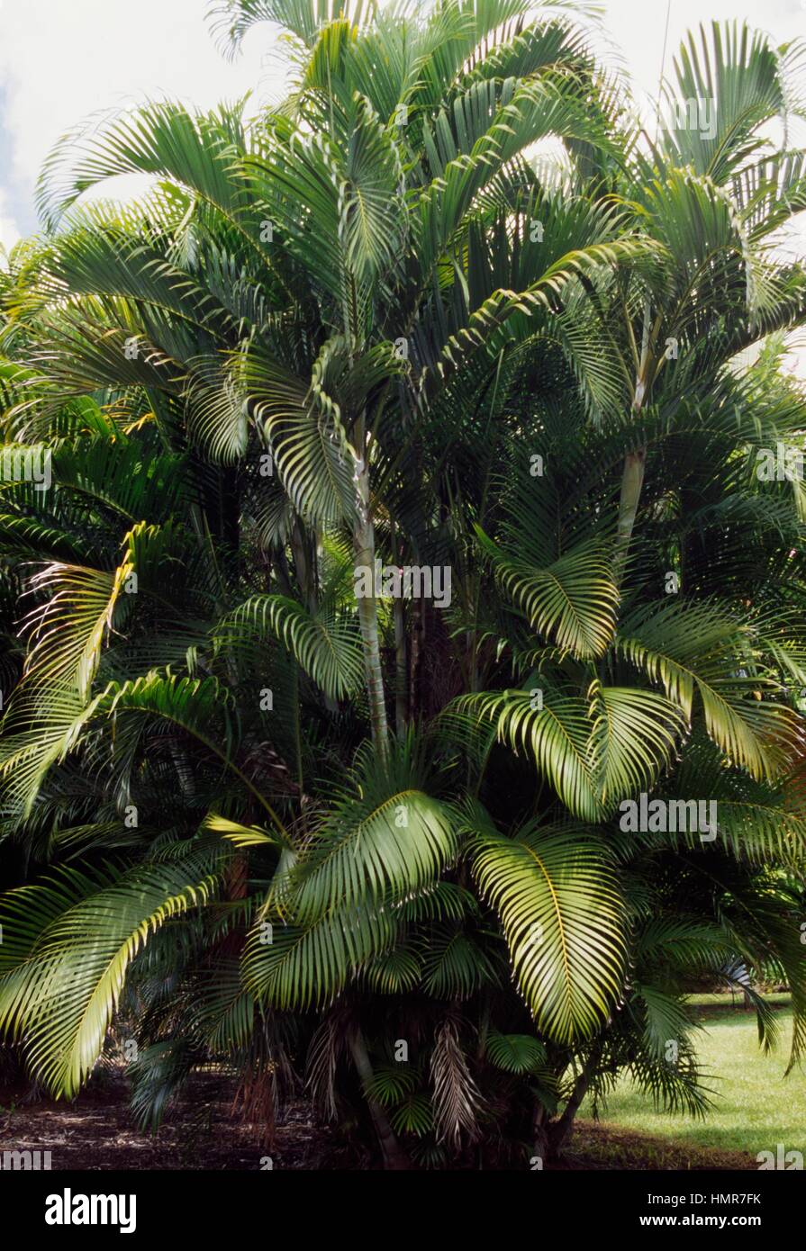 Chrysalidocarpus lutescens hi-res stock photography and images - Alamy