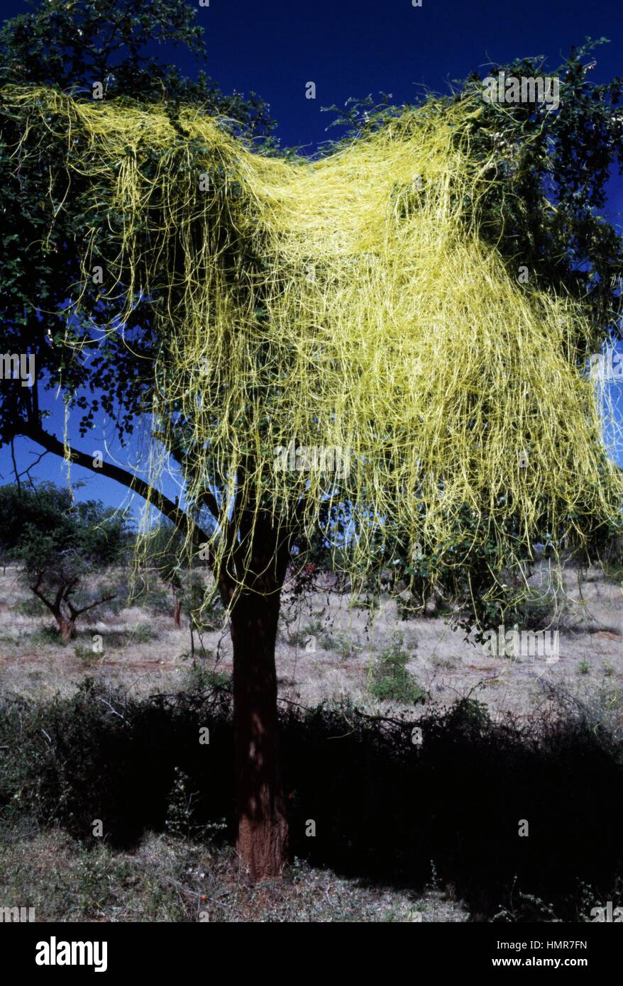 Field Dodder (Cuscuta sp), Convolvulaceae Stock Photo - Alamy