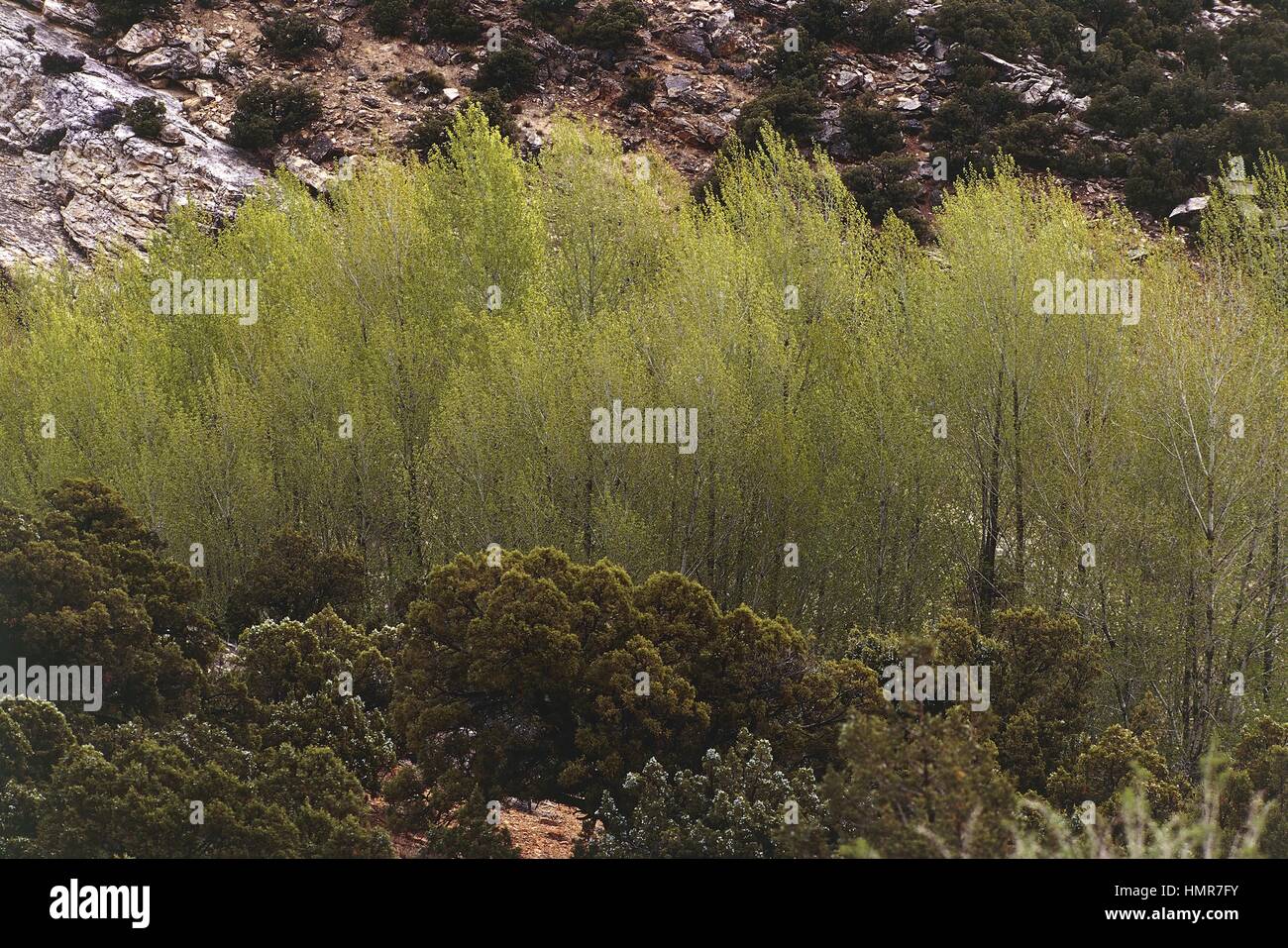 Botany - Betulaceae. Birch trees (Betula Stock Photo - Alamy