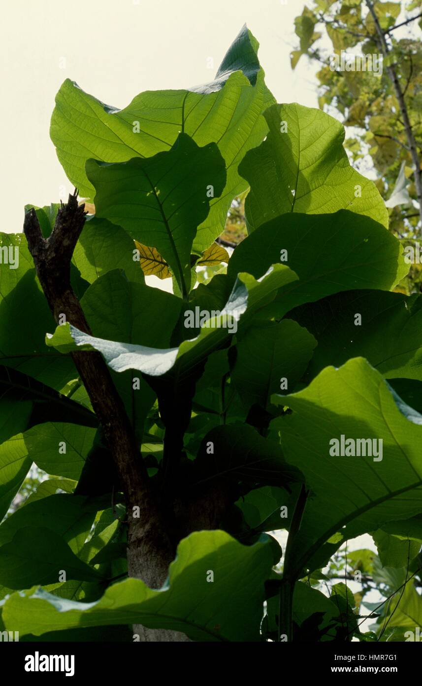 Common Teak leaves (Tectona grandis), Verbenaceae Stock Photo - Alamy