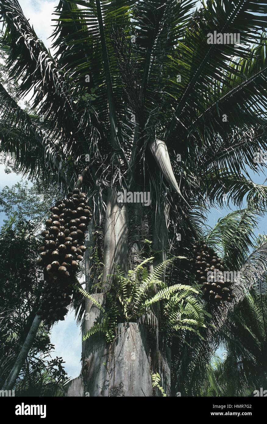 African oil palm tree fruit hi-res stock photography and images - Alamy